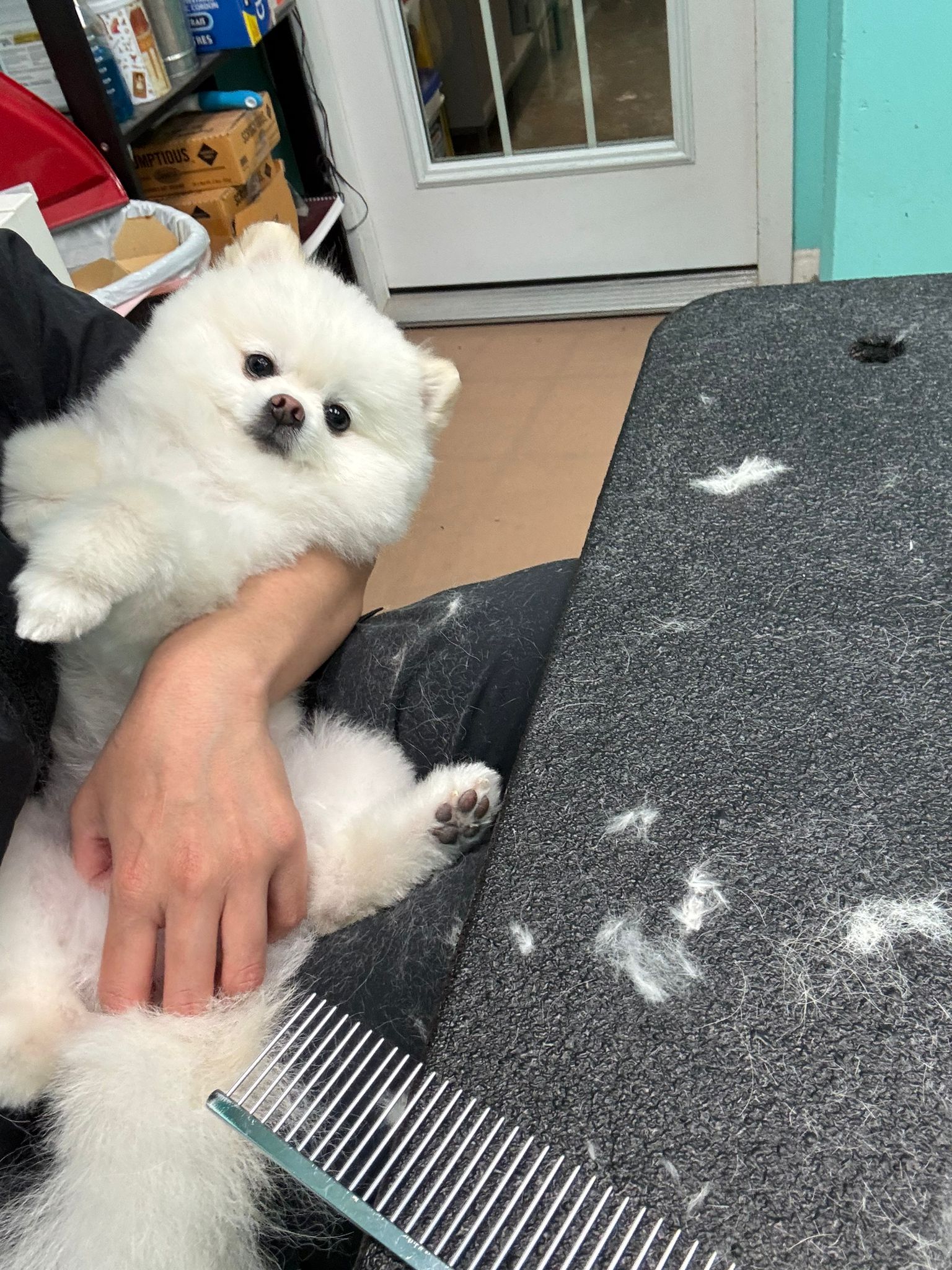 10 Signs Your Dog Needs Professional Grooming – Dashing Dawgs