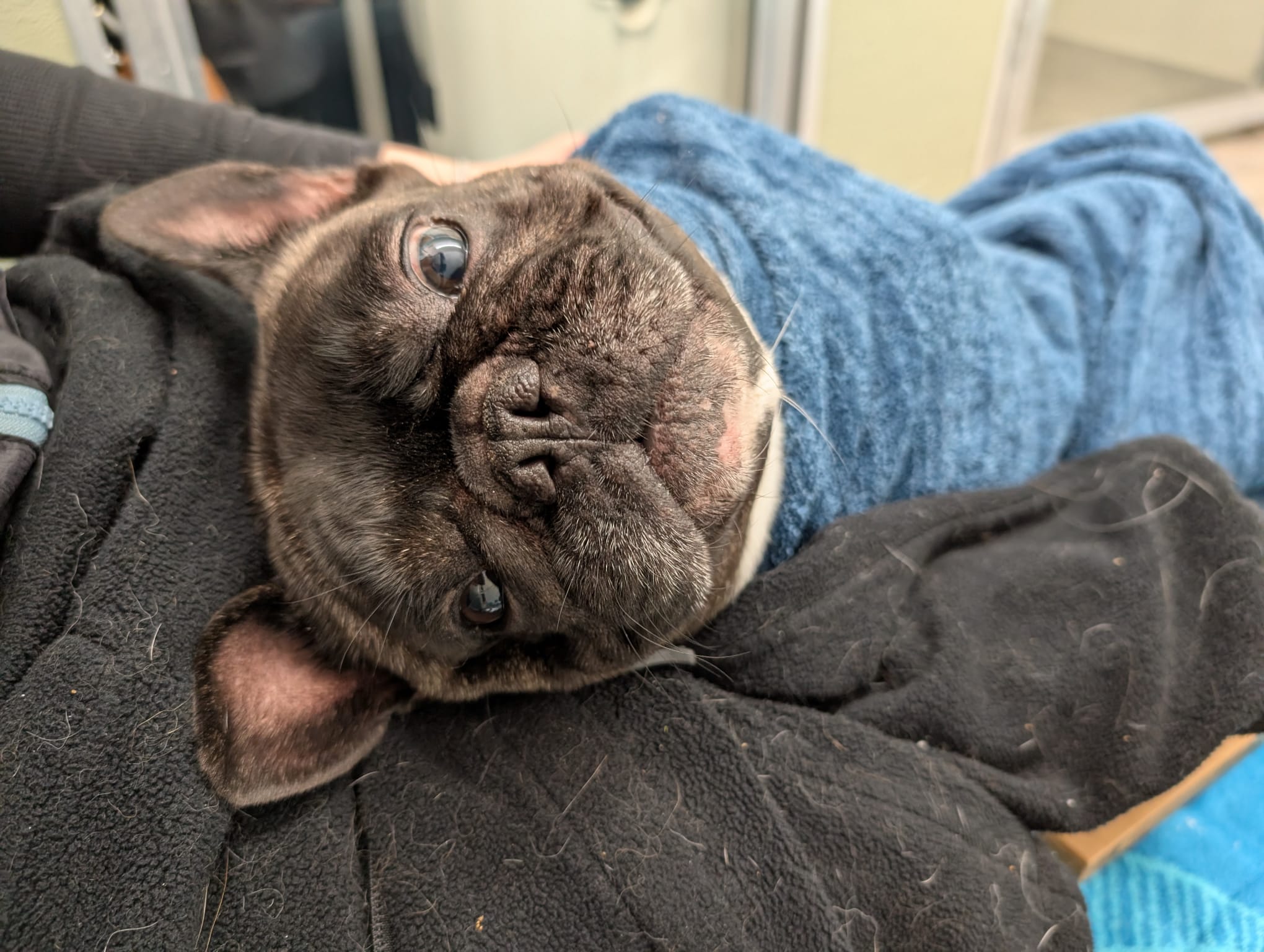 The Real Cost of Skipping Grooming and Dental Care for Your Pet ...